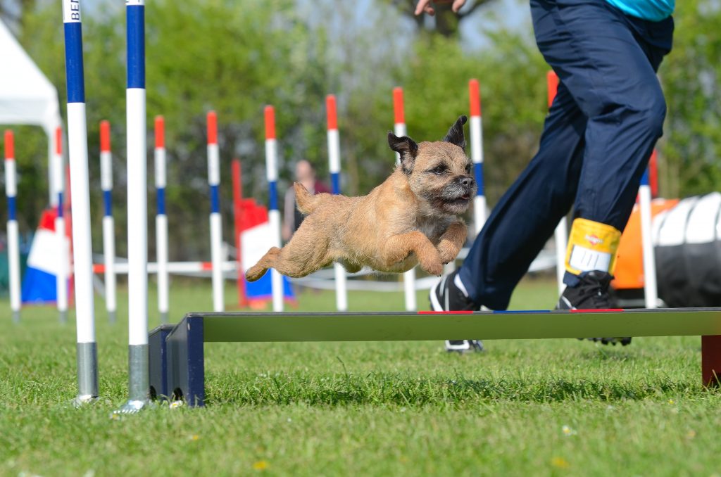 What Is Dog Agility? - Something Els Dog School, LLC